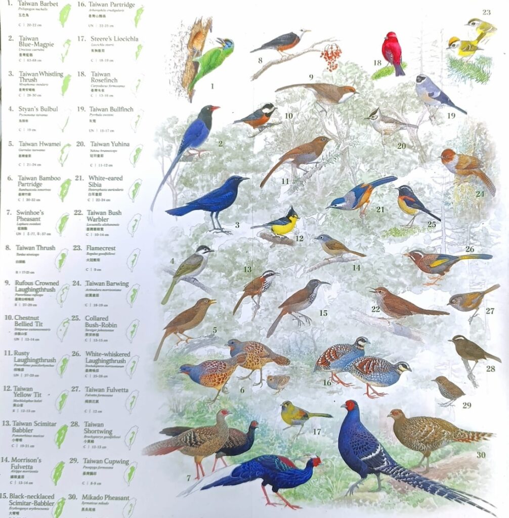 Birding Taiwan - Beautiful endemic birds